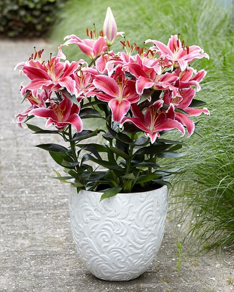 20 Stunning Pink Lily Varieties That Brighten Any Garden