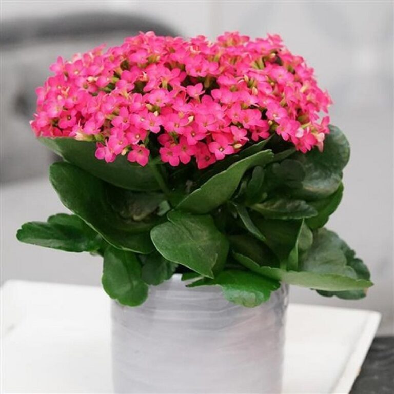 41 Stunning Magenta Flowers That Brighten Any Garden