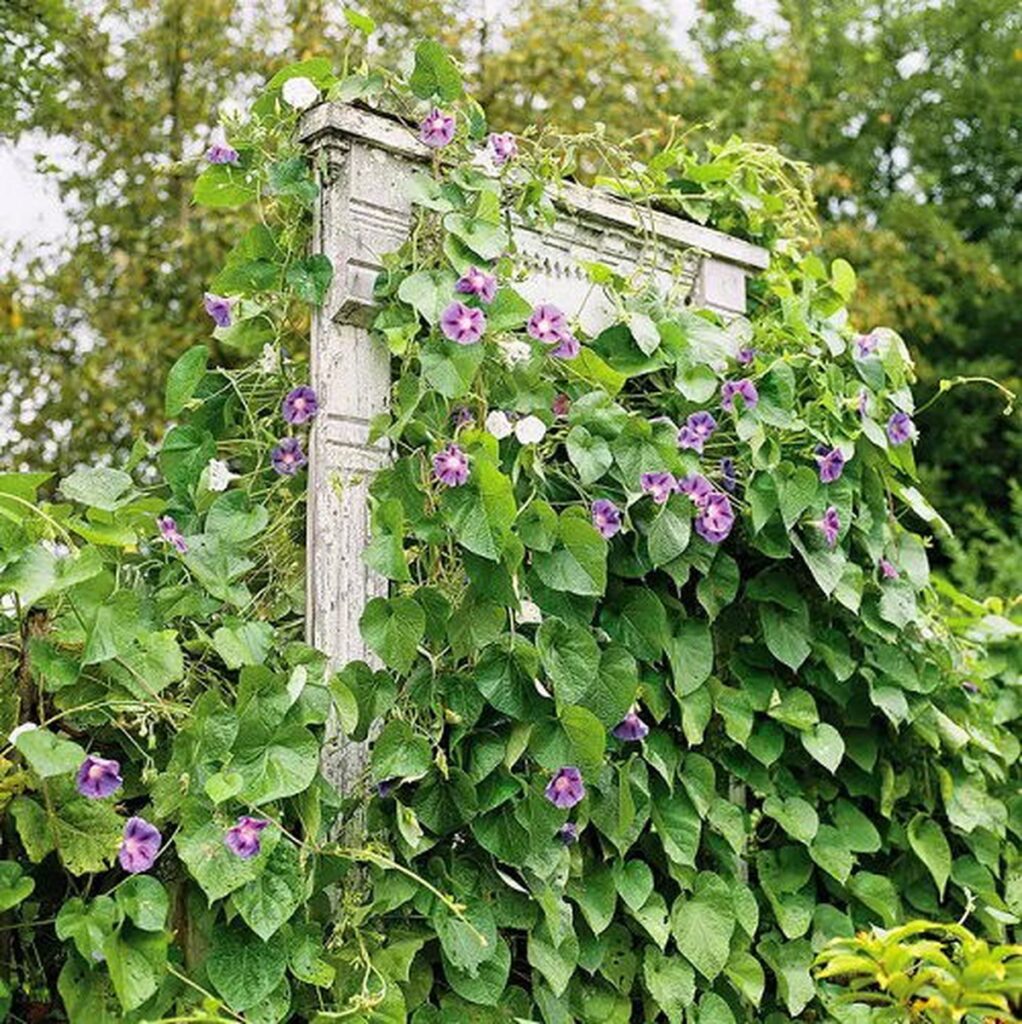 40 Charming Ways to Display Vines Both Indoors and Outdoors