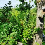 50 Vibrant Plants to Grow Under Big Trees That Thrive in Shade