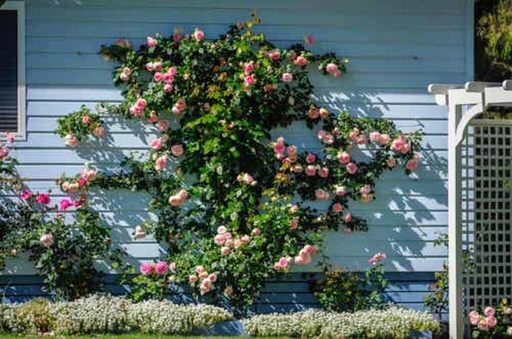 26 Beautiful DIY Rose Trellis Ideas for Your Garden