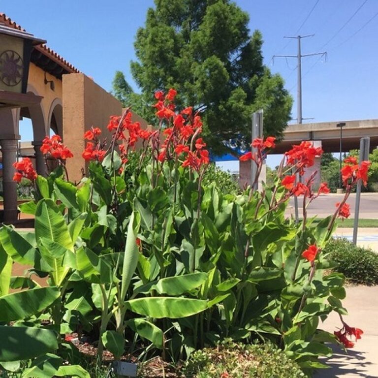 17 Stunning Tall Canna Lily Varieties - How Giant Can They Grow?