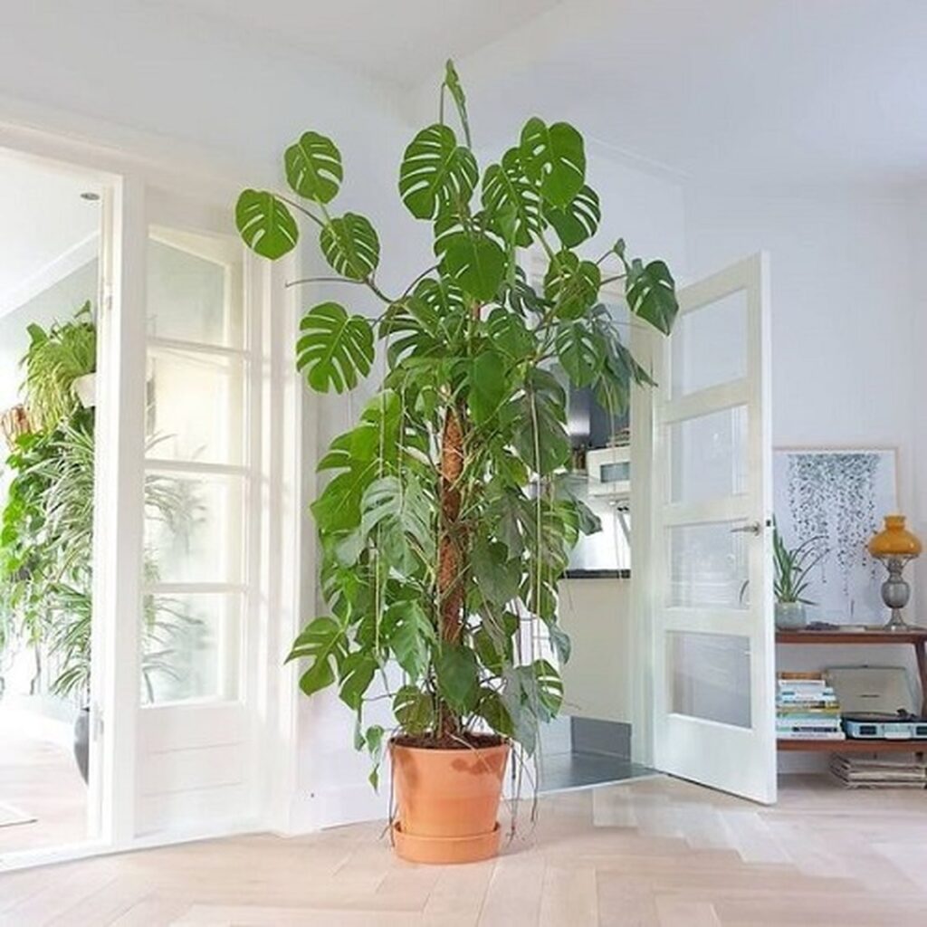 21 Beautiful Monstera Trellis Ideas for Plant Lovers