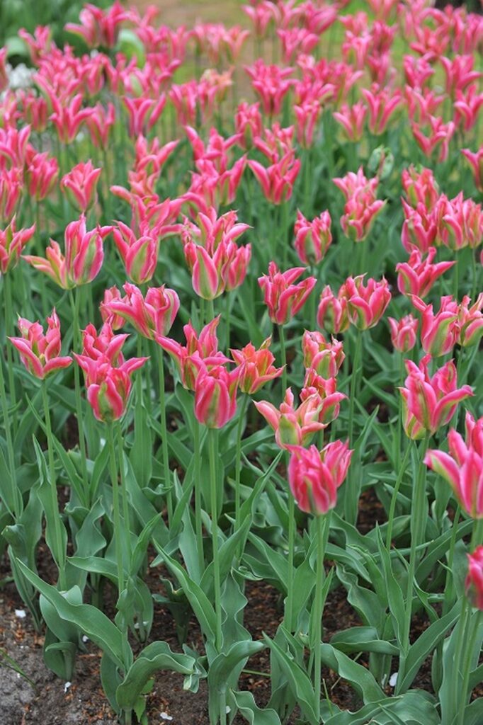 27 Beautiful Pink Tulip Types with Meanings