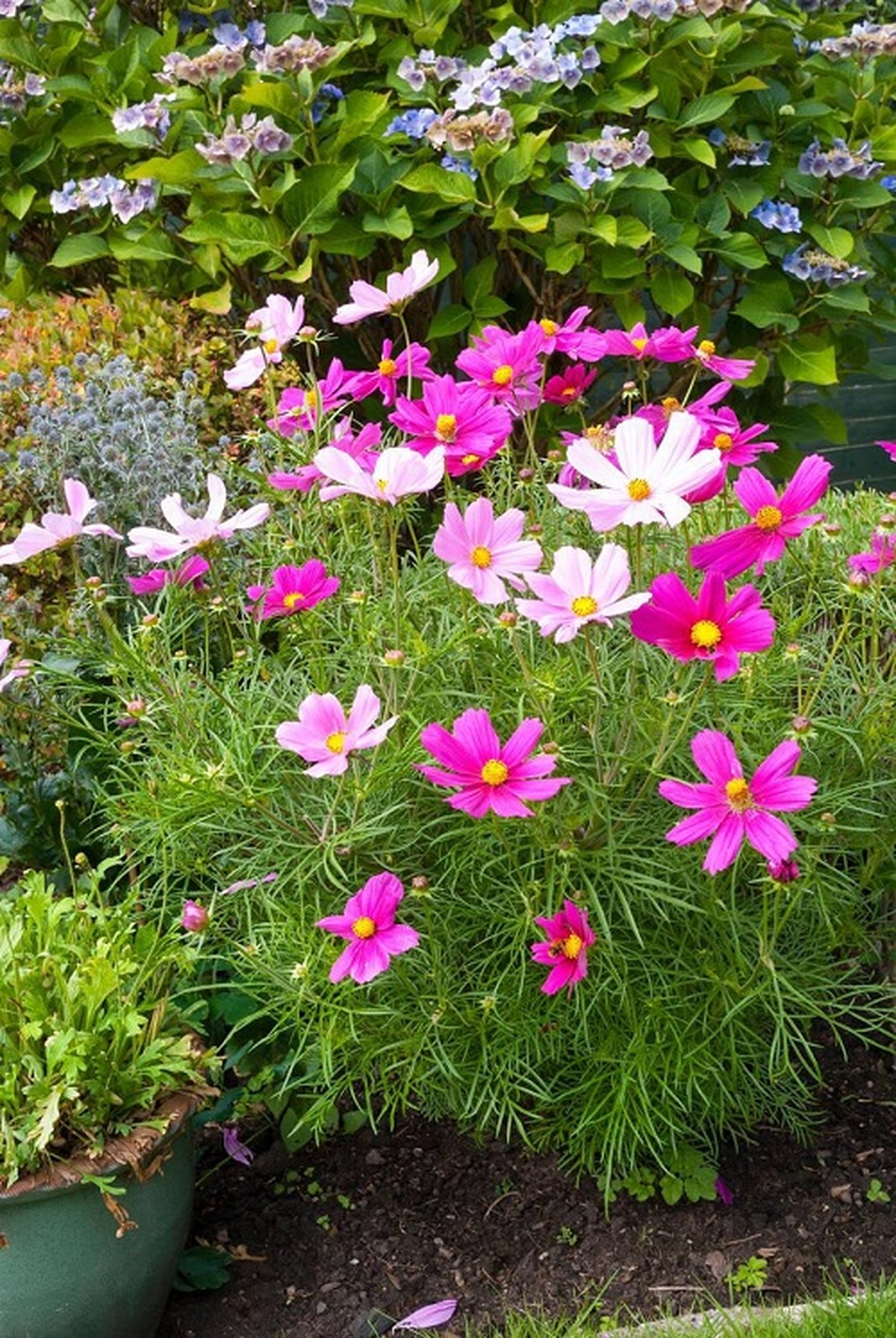 6 Breathtaking Cosmos Flower Meanings That Warm The Heart