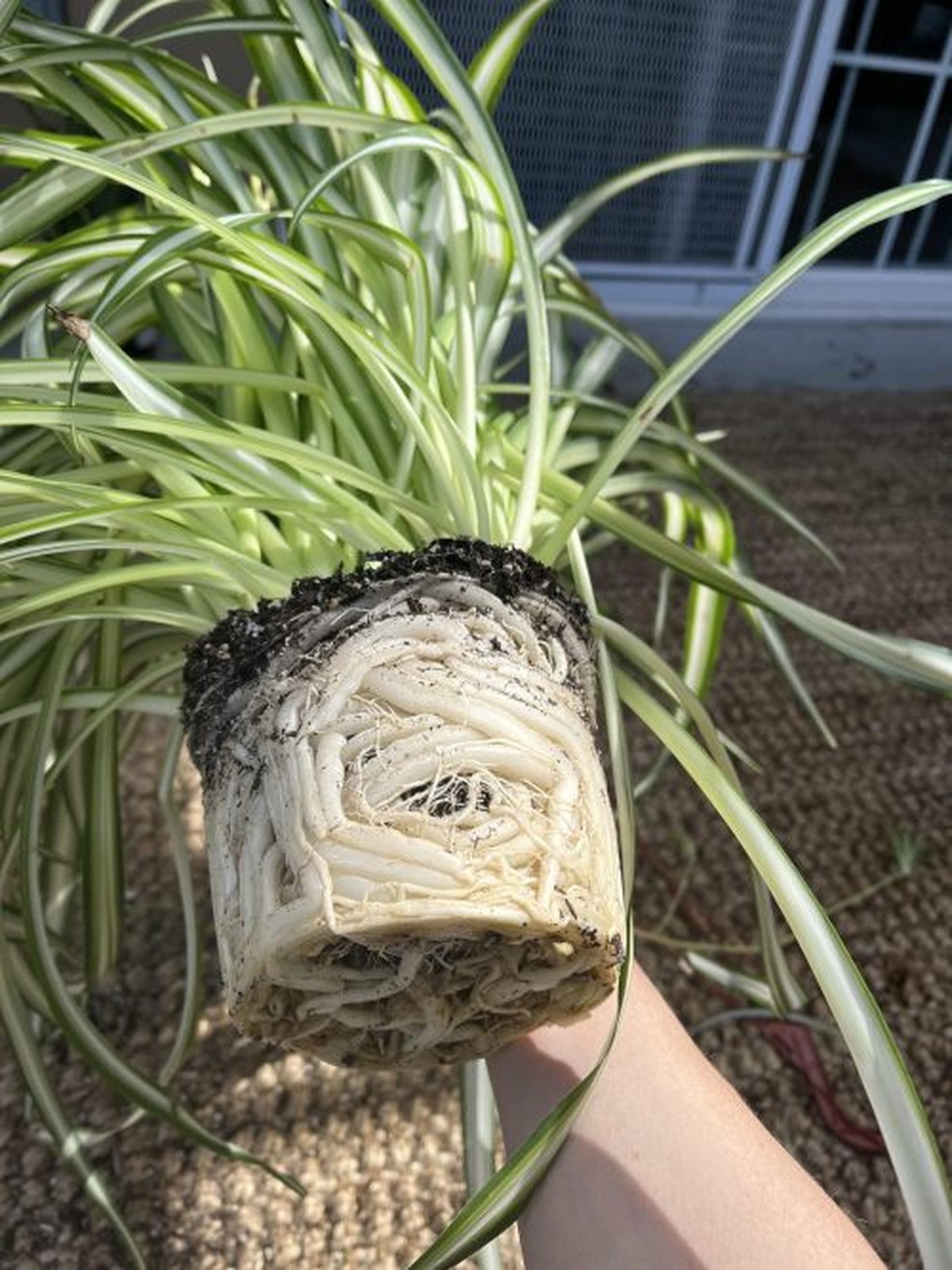 13 Simple Fixes for Spider Plant Brown Tips - Expert Solutions