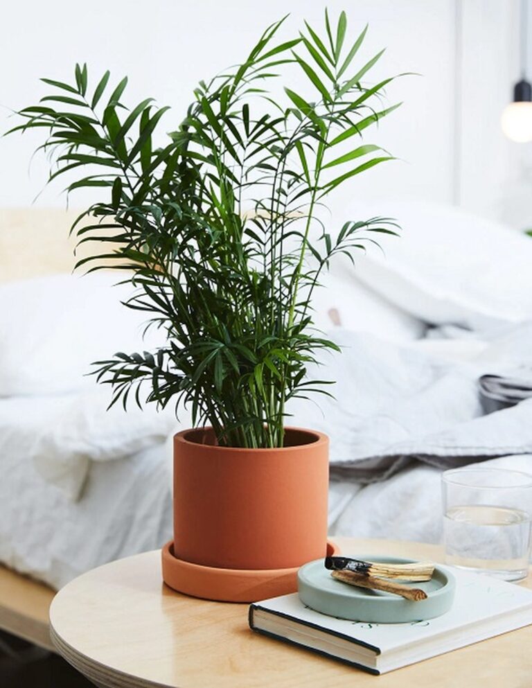 21 Gorgeous Low Light Indoor Palms That Need No Sunlight