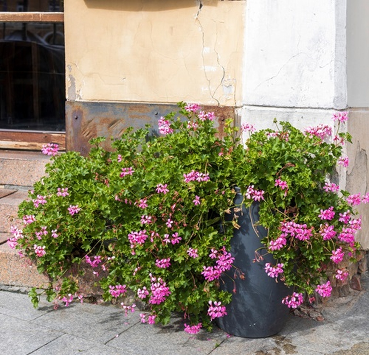 8 Delightful Plants that Smell Like Cinnamon to Spice Up Your Garden