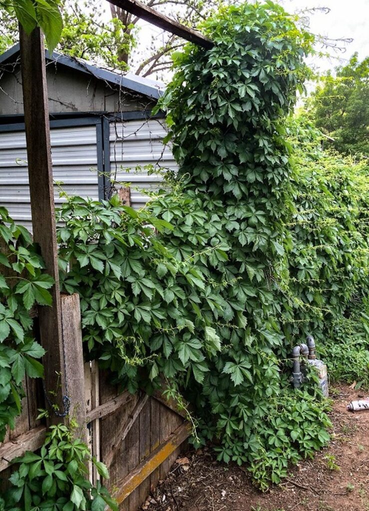 15 Amazing Low Light Outdoor Vines That Thrive in Shade