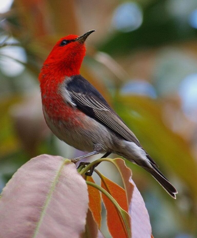 33 Stunning Birds with Red Chest That Brighten Any Garden