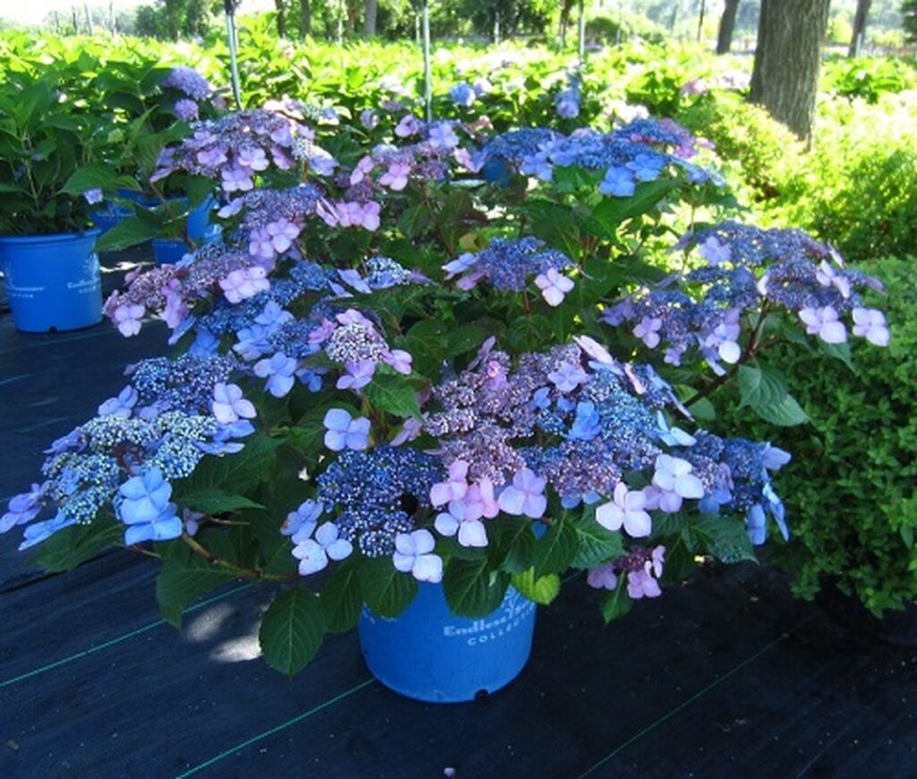 17 Stunning Types of Purple Hydrangea Varieties for Your Garden