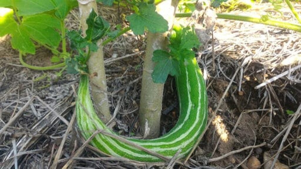 10 Delicious Types of Gourds that are Edible - Try Them Today!