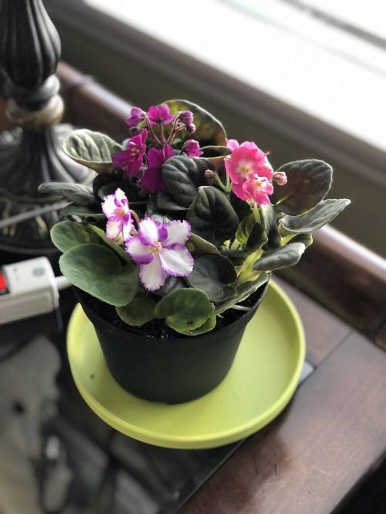 29 Charming African Violets Display Ideas for Your Home