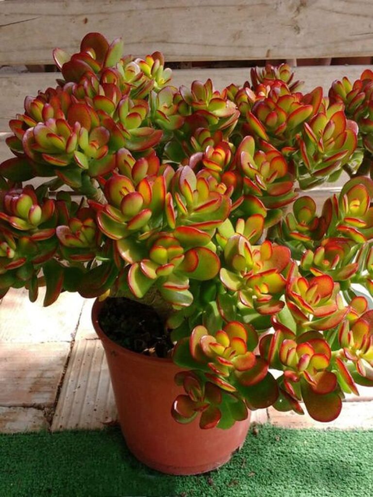 33 Stunning Types of Jade Plants to Brighten Any Space