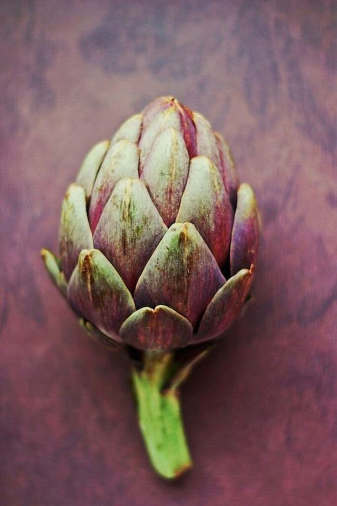 15 Incredible Artichoke Plant Varieties for Your Garden Journey