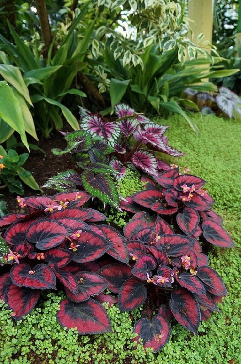 18 Breathtaking Artistic Plants That Transform Any Space