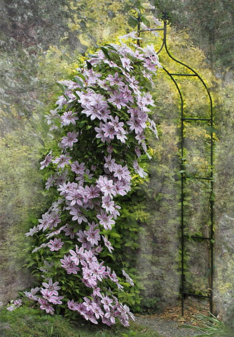 27 Stunning Ideas with Clematis in the Garden to Inspire You