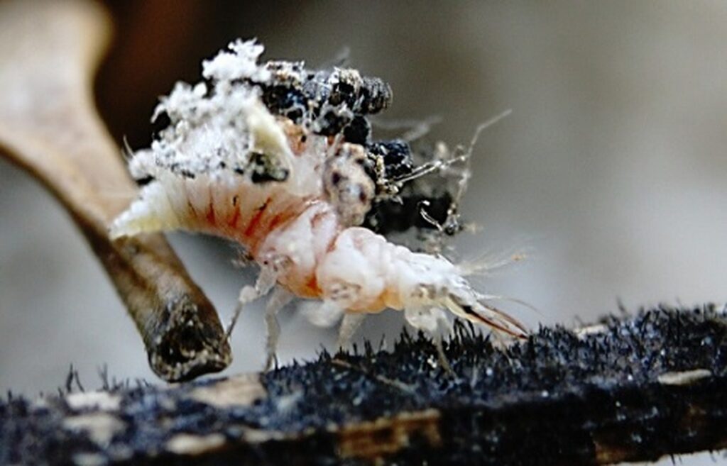 25 Surprising Tiny Bugs in House Near Windows to Watch For