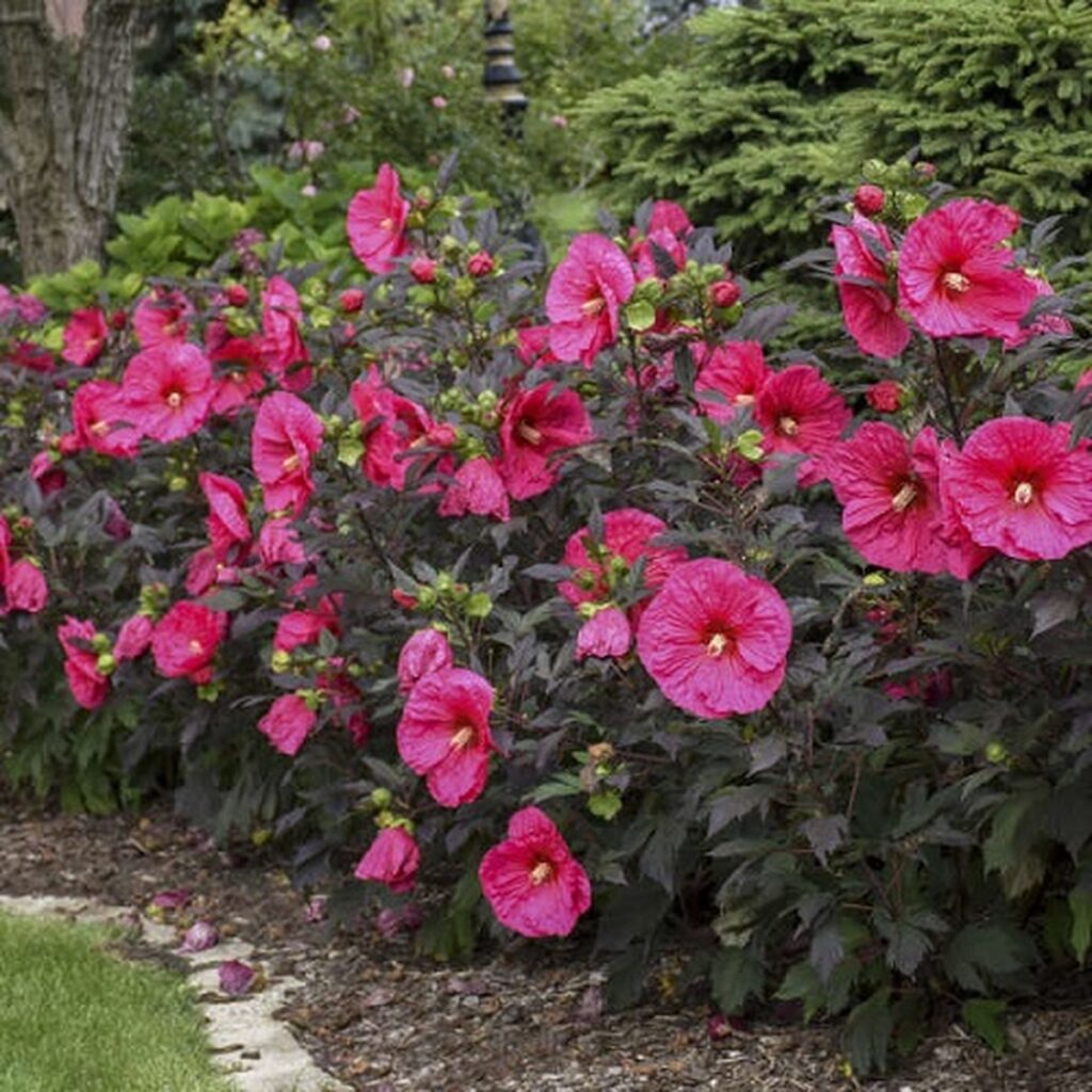 41 Stunning Magenta Flowers That Brighten Any Garden