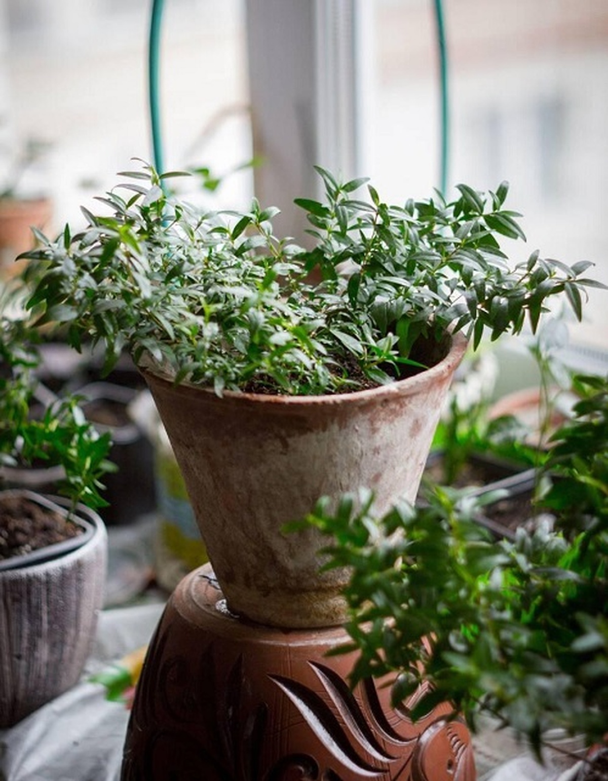 8 Beautiful Religious Houseplants to Bring Peace Home