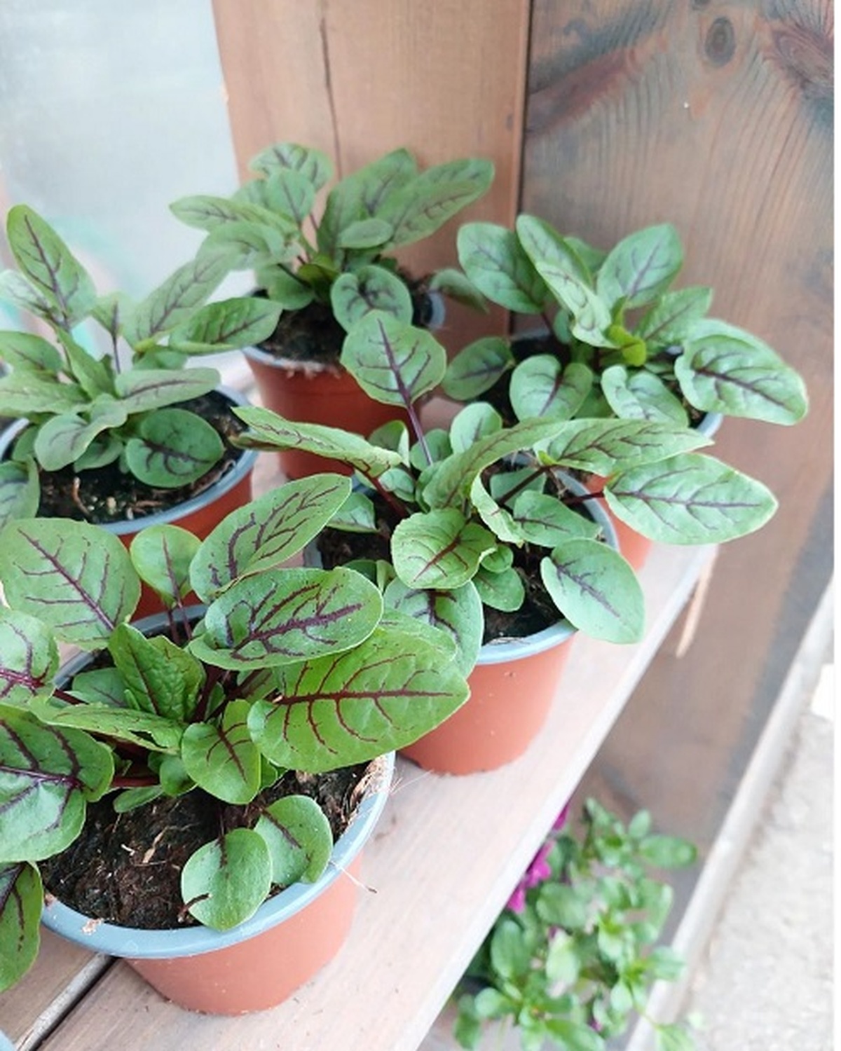 11 Stunning Plants With Red Veins on the Foliage to Adore