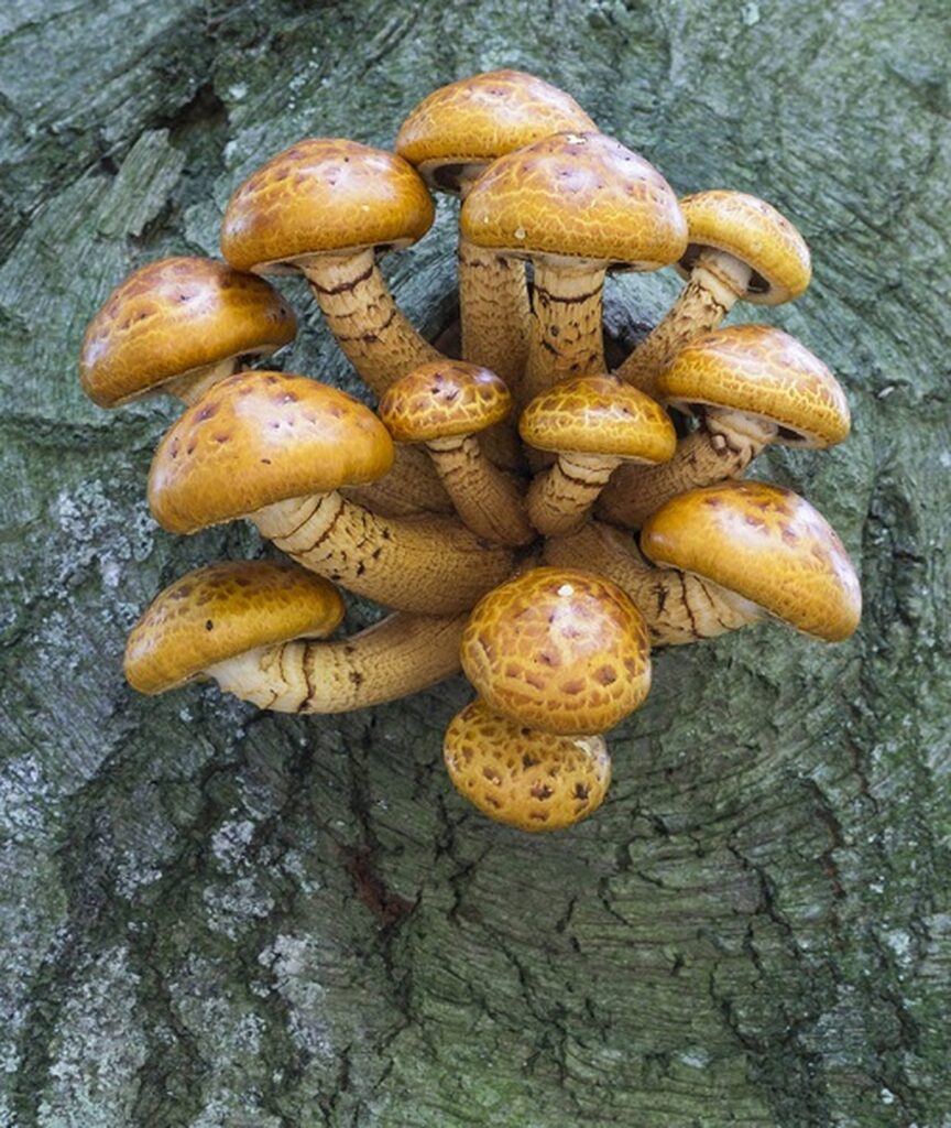 22 Delicious Edible Mushrooms that Grow on Trees to Try Today
