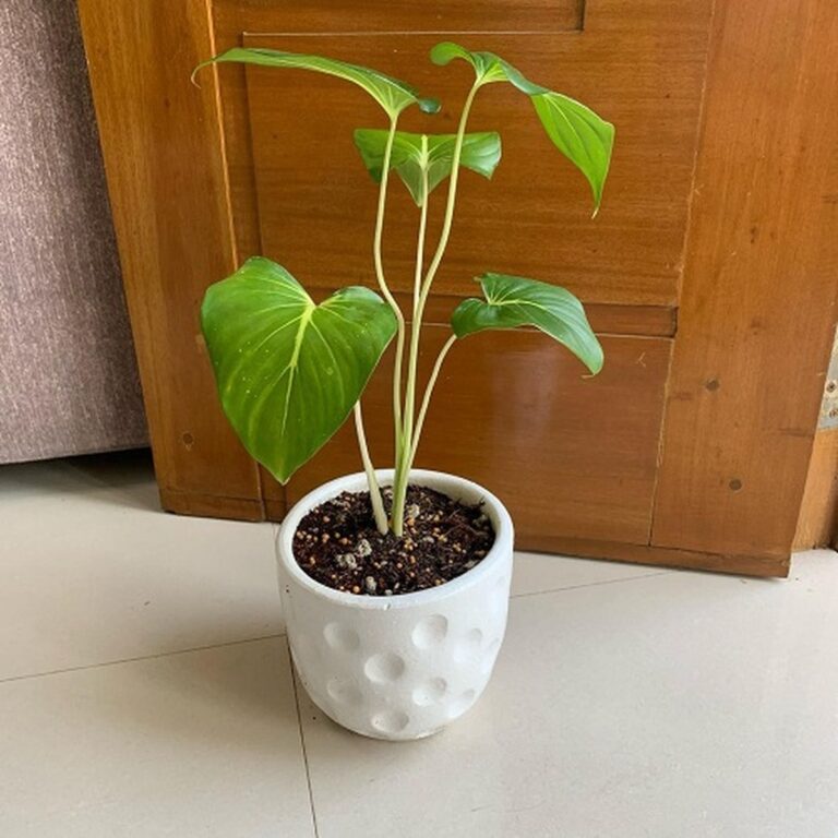 19 Stunning Types of Homalomena Varieties for Your Indoor Garden