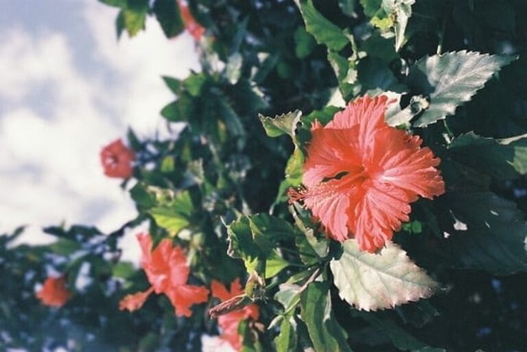 50 Gorgeous Acid Loving Plants For Acidic Soil That Thrive
