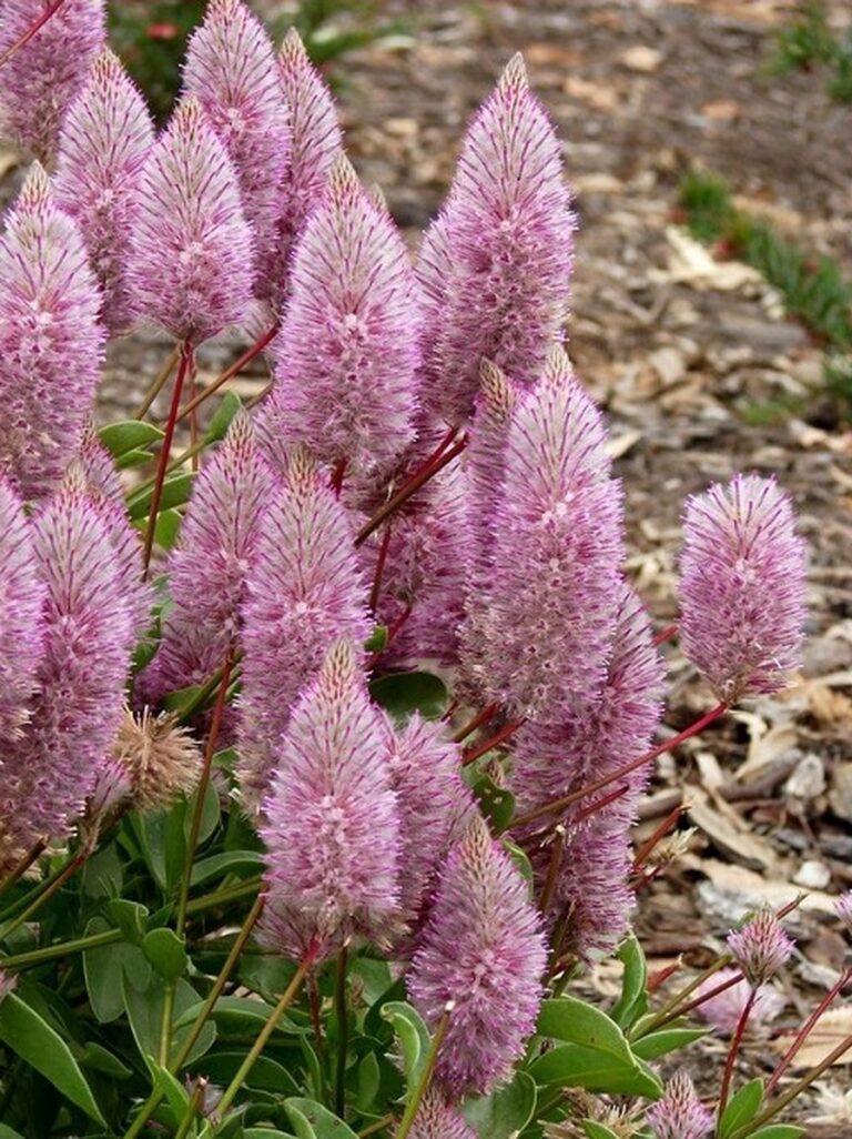 41 Stunning Magenta Flowers That Brighten Any Garden