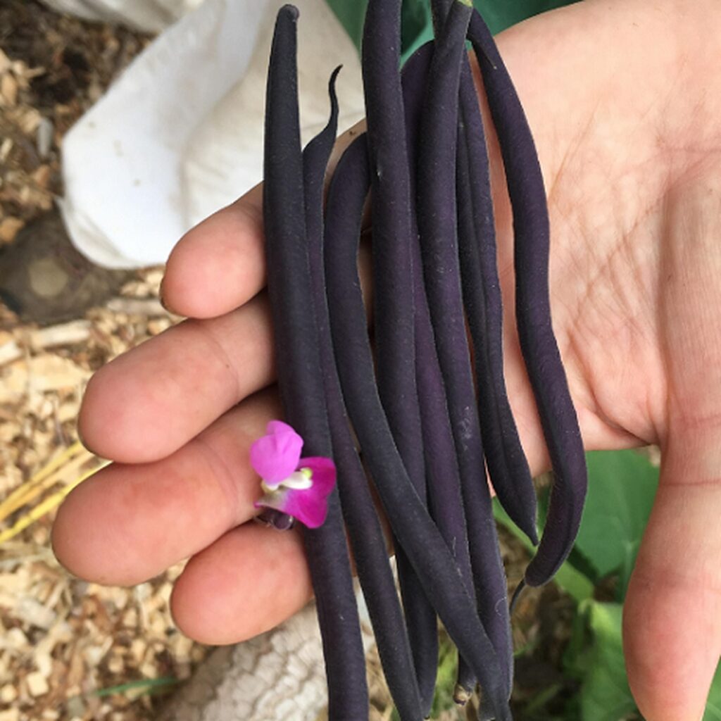 14 Delicious Purple Bean Varieties to Brighten Your Garden
