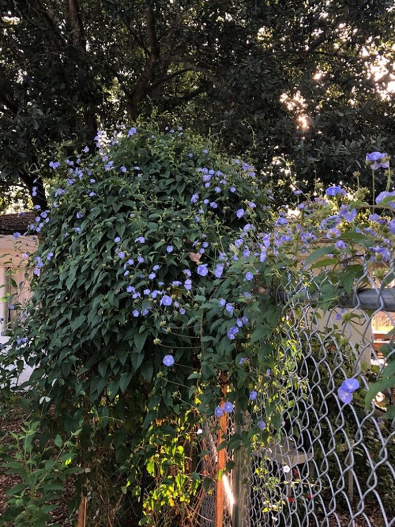25 Gorgeous Evergreen Vines for Stunning Year-Round Beauty