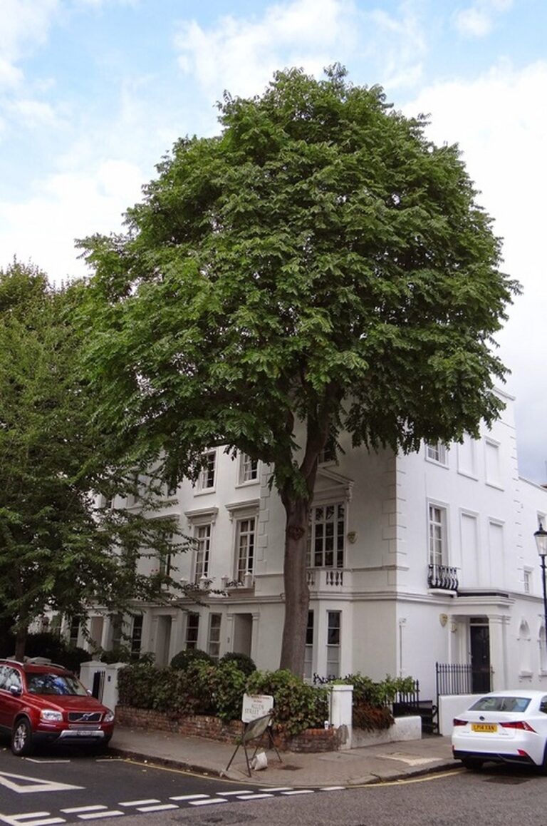 40 Enchanting Trees that Start With T to Explore