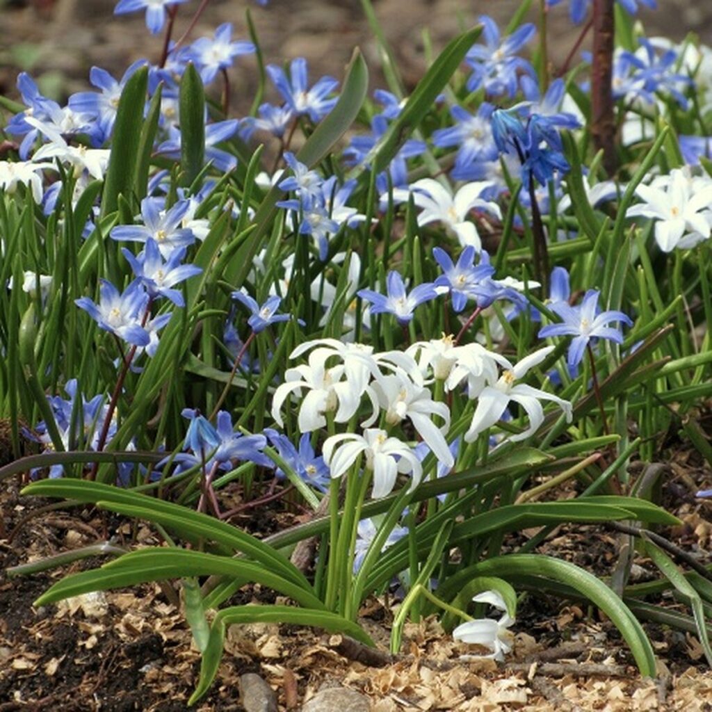 31 Beautiful Baby Blue Flowers That Brighten Any Garden