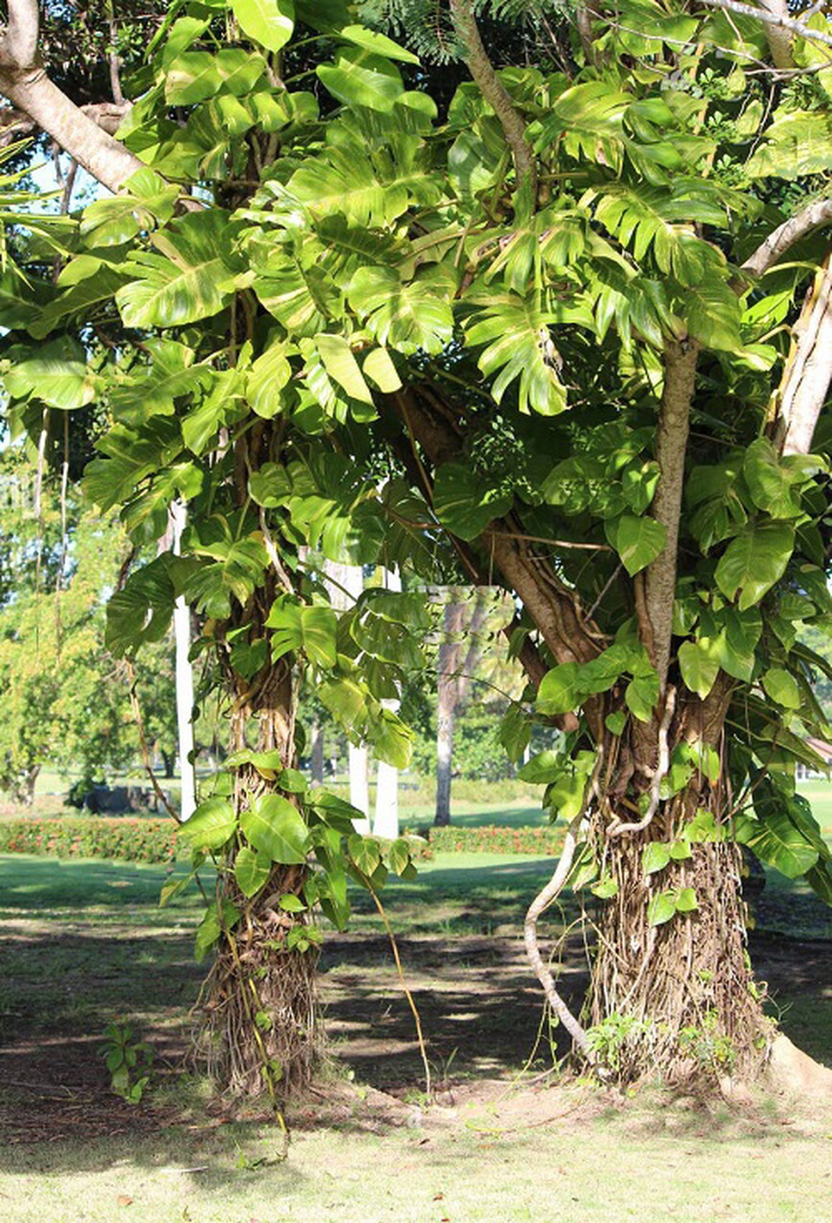 11 Surprising Vines That Kill Trees: Beware These Sneaky Climbers