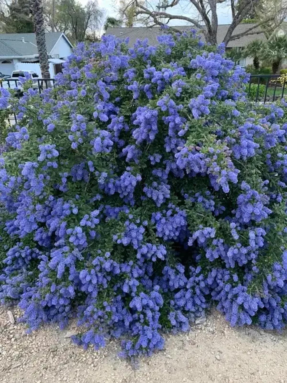 14 Stunning 5-6 Foot Evergreen Shrubs For Privacy Screens