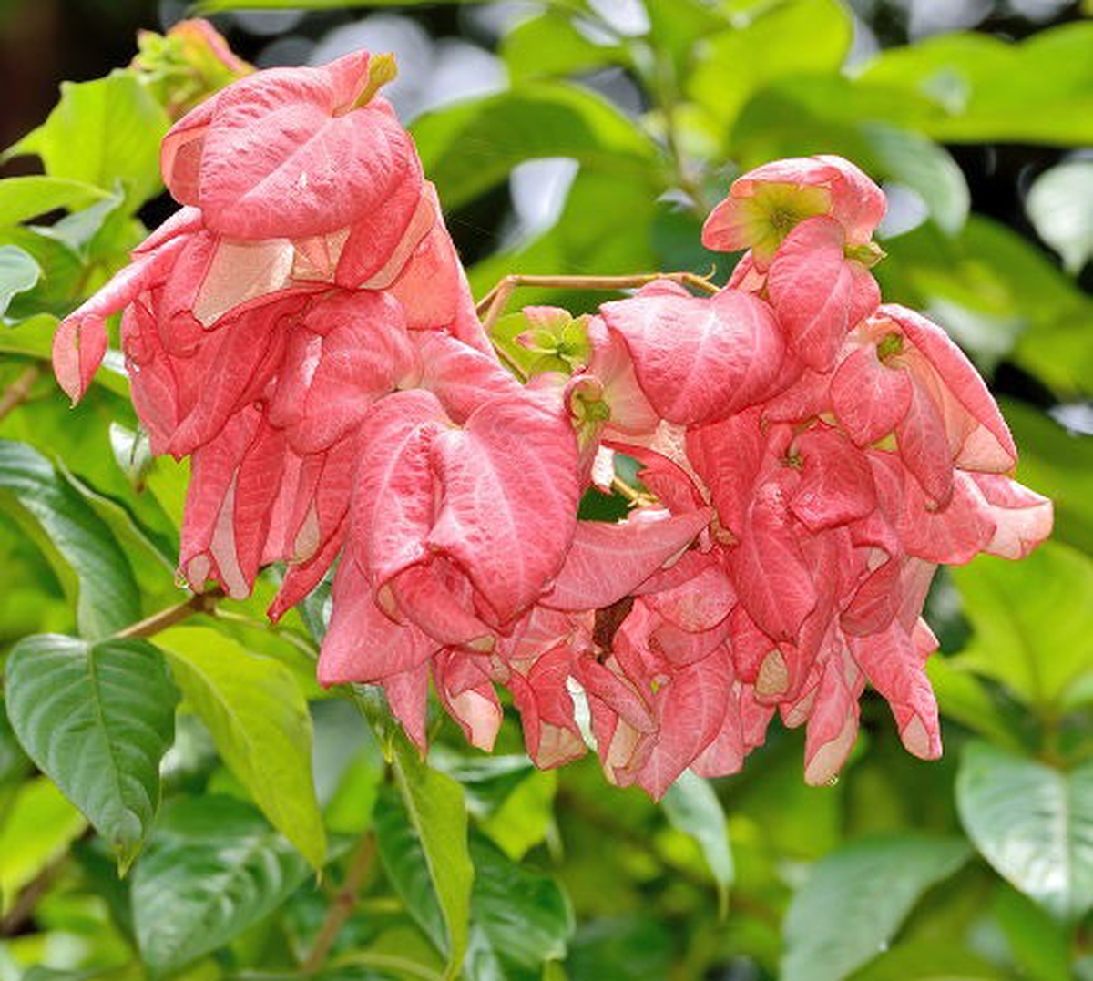 9 Amazing Nigerian Flowers That Brighten Any Garden