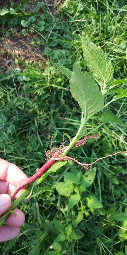 20 Exotic Weeds With Red Vines and Stems to Discover