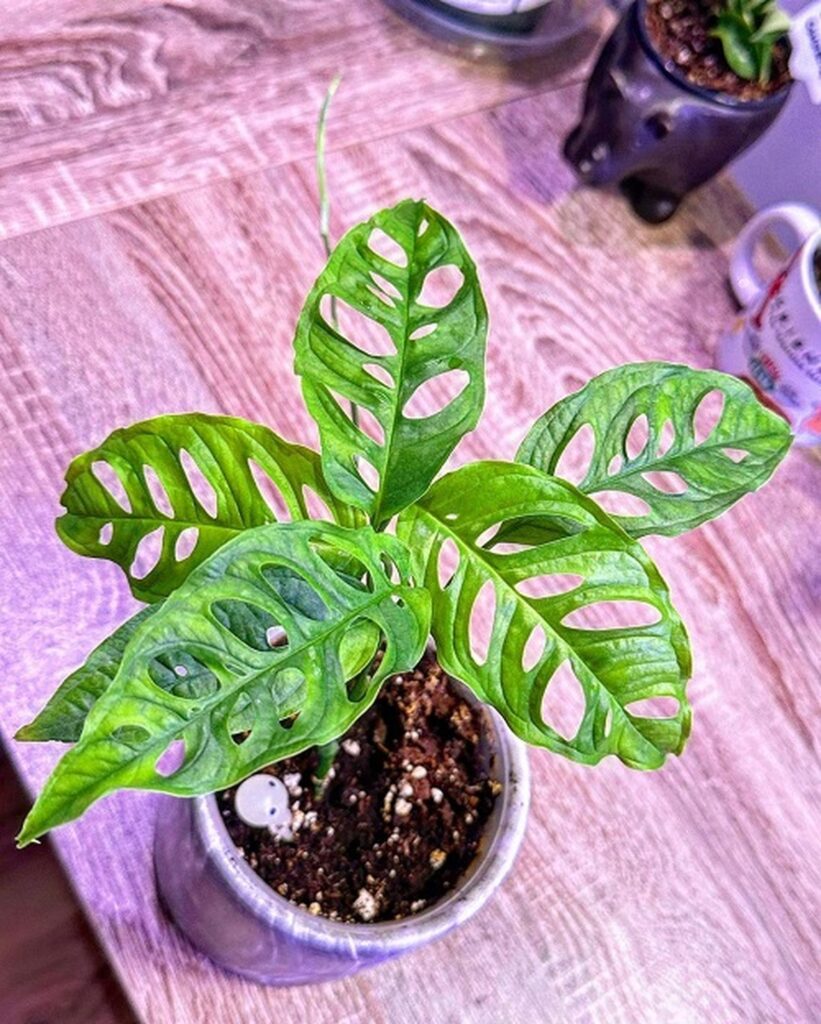 10 Exotic Fenestrated Plants That Will Brighten Your Home