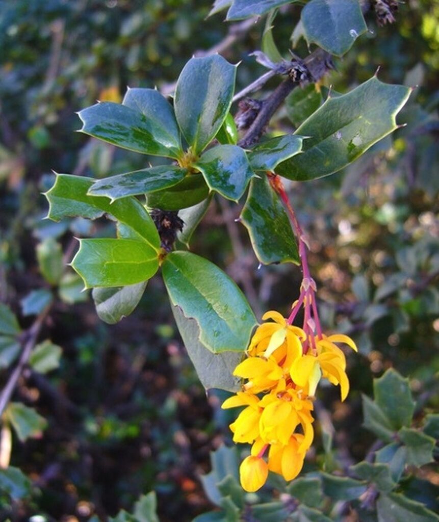 16 Fascinating Plants with Prickly Leaves You Can Discover