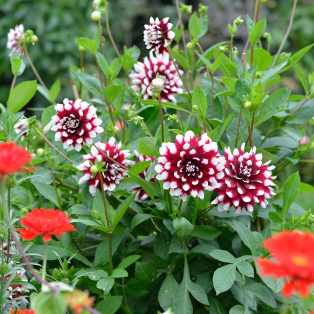 27 Stunning Red Dahlia Varieties That Will Brighten Any Garden