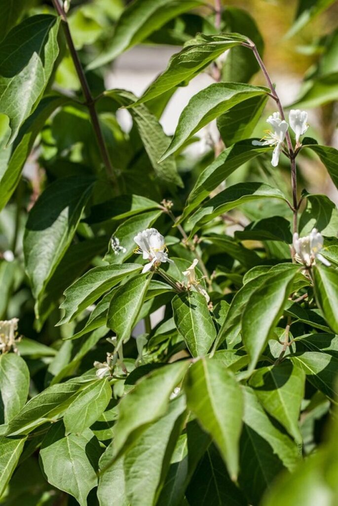 20 Exotic Weeds With Red Vines and Stems to Discover