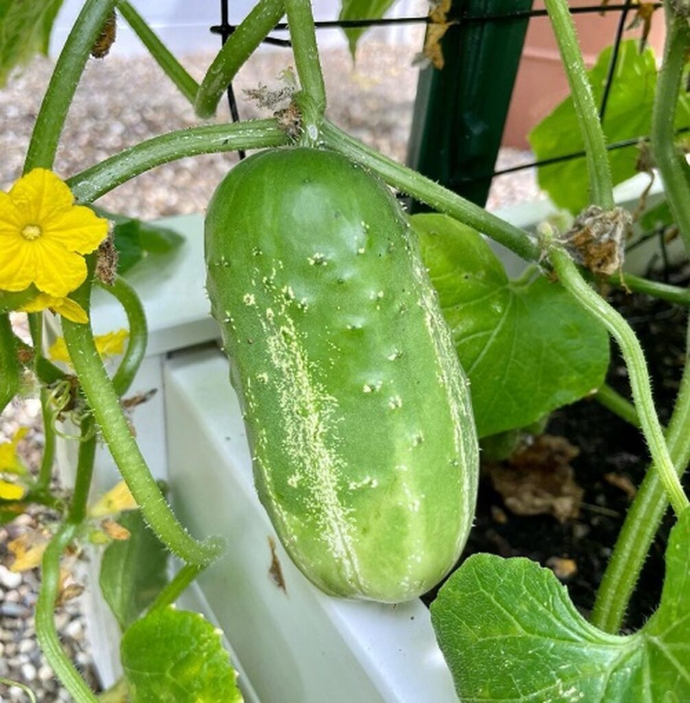 20 Delightful Mini Cucumber Varieties for Your Garden Delight