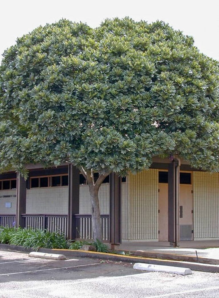 17 Stunning Trees That Look Like Ferns: Nature's Hidden Gems