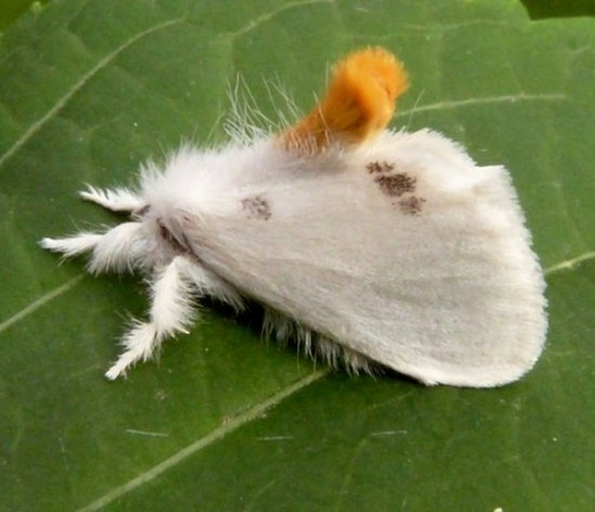 8 Stunning Fluffy Moths to Discover in Your Garden