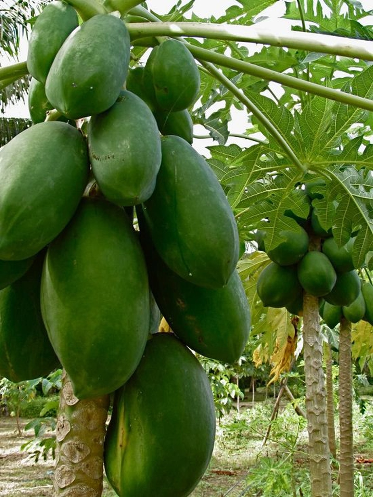 14 Delicious Papaya Varieties: Different Types of Papayas to Try