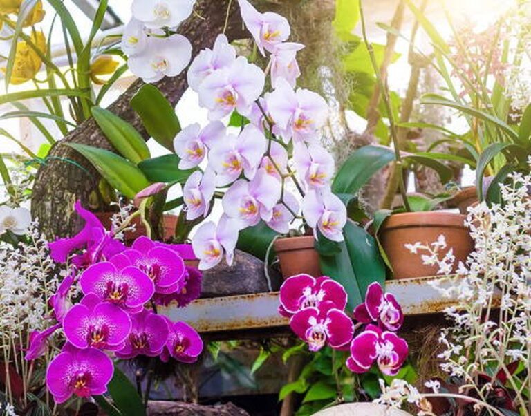 15 Strikingly Bold Flowers That Redefine Macho Masculinity
