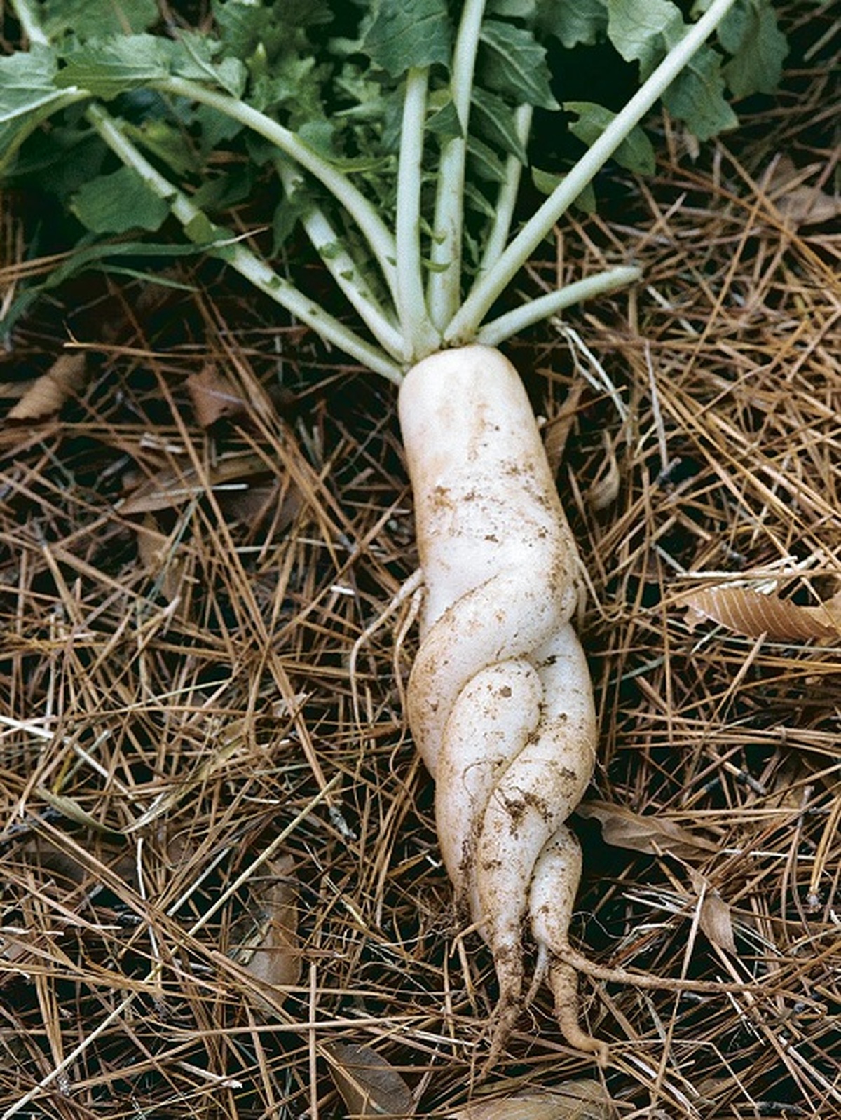 7 Fascinating Vegetables That Look Just Like Carrots