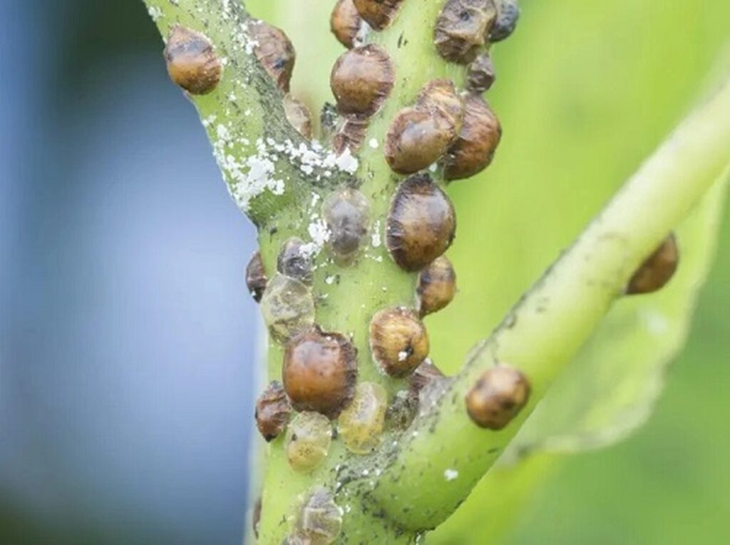 17 Common Tiny White Bugs on Plants that Look like Dust Revealed