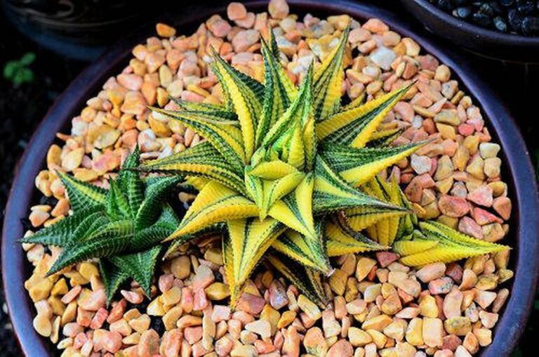 21 Beautiful Types of Zebra Plant Varieties for Your Home