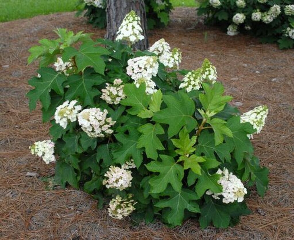 48 Stunning Maryland Native Plants List for Your Garden Dream
